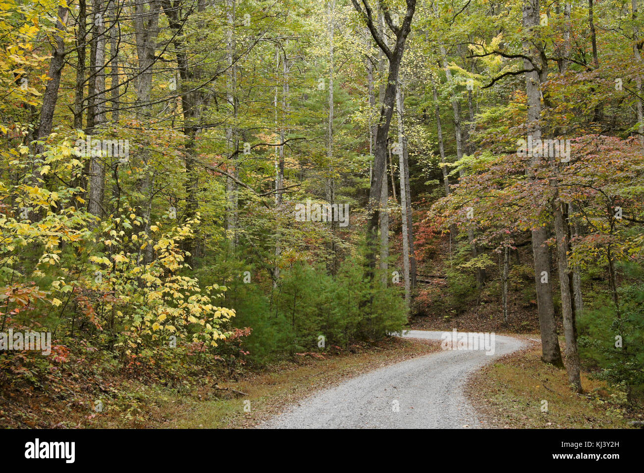 Autumn foliage along Rich Mountain Road out of Cades Cove, Great Smoky ...