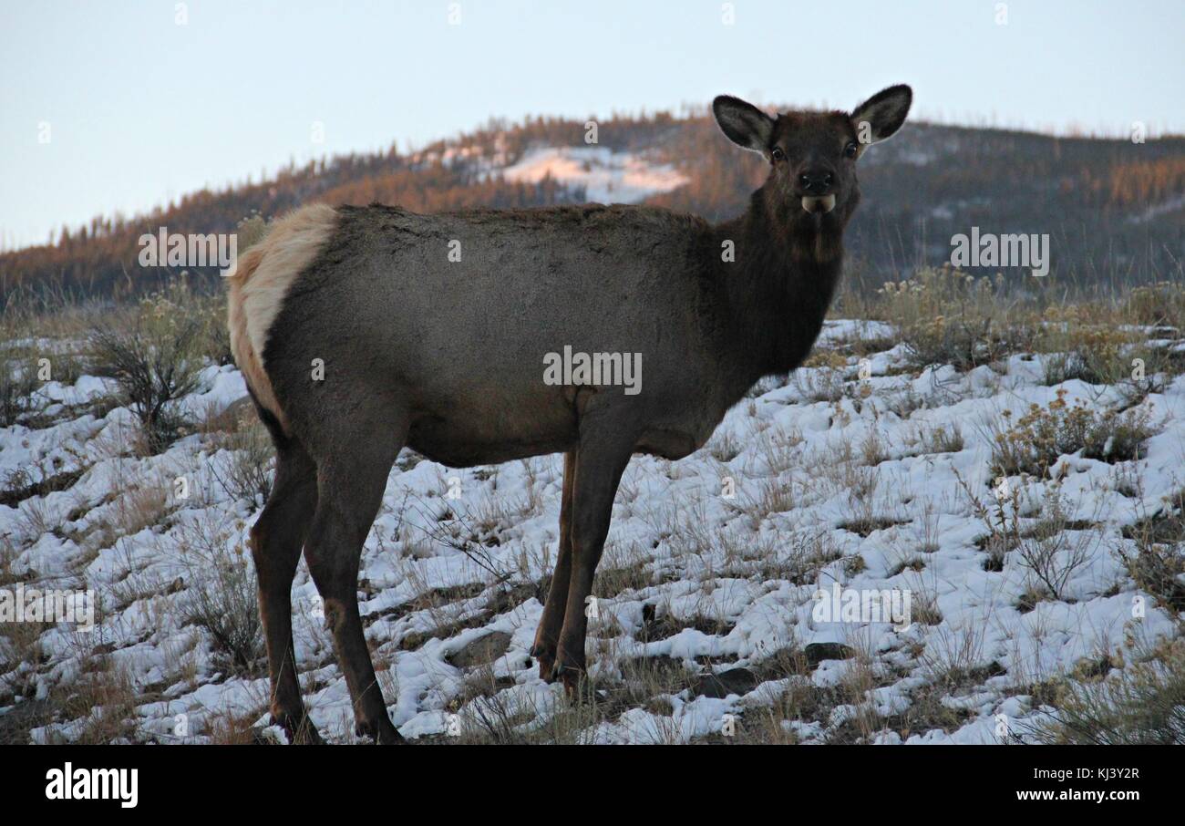 Female Elk in Yellowstone during Winter Stock Photo - Alamy