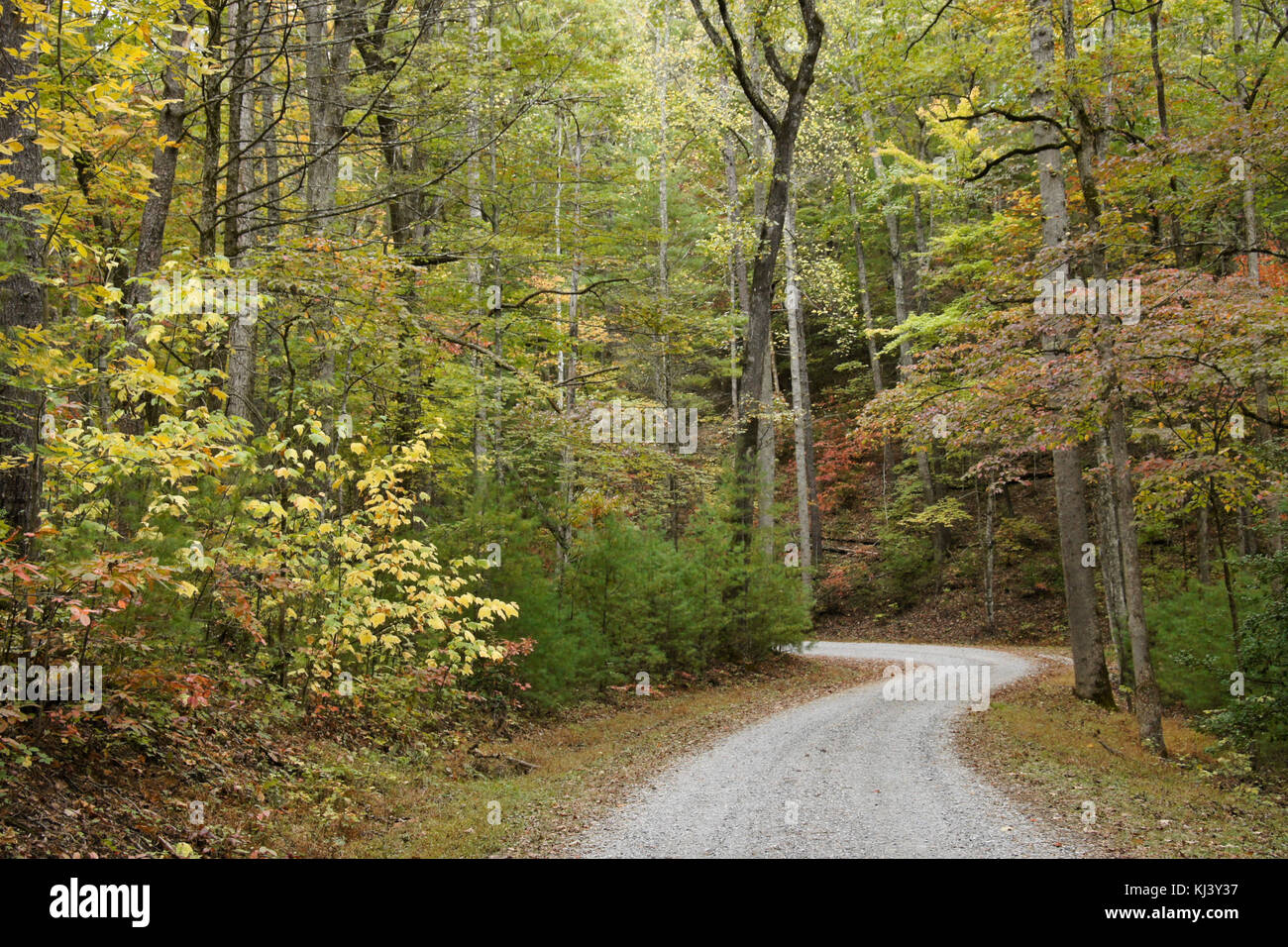 Autumn foliage along Rich Mountain Road out of Cades Cove, Great Smoky ...