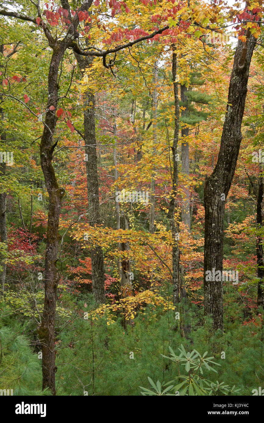 Autumn foliage in Great Smoky Mountains National Park, Tennessee Stock ...