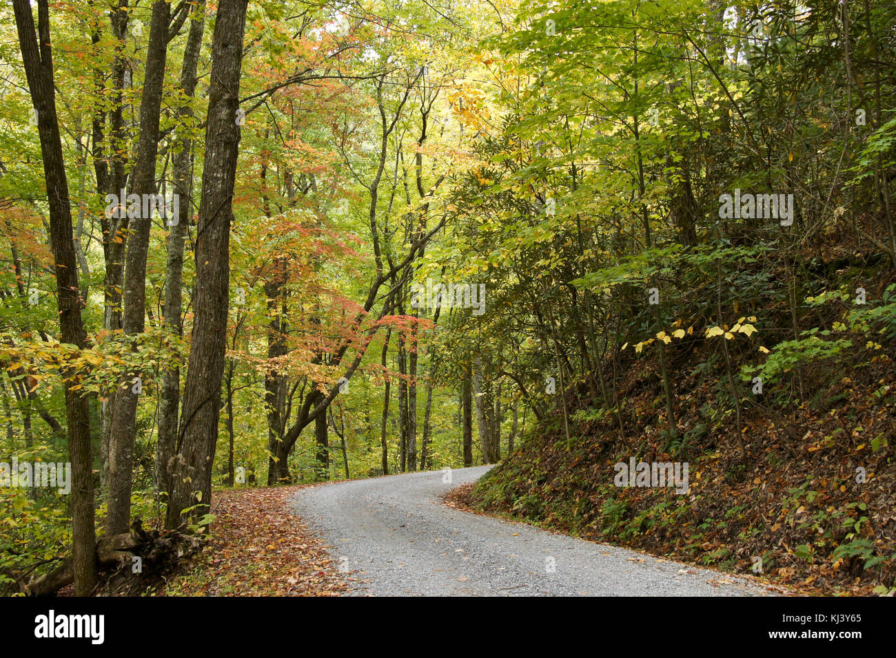 Autumn foliage along Rich Mountain Road out of Cades Cove, Great Smoky ...