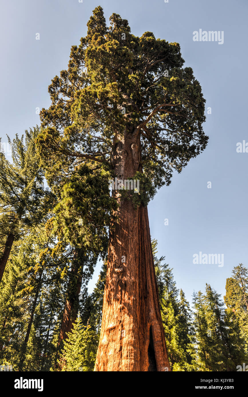 Sentinel Tree, Sequoia National Park, California Stock Photo - Alamy