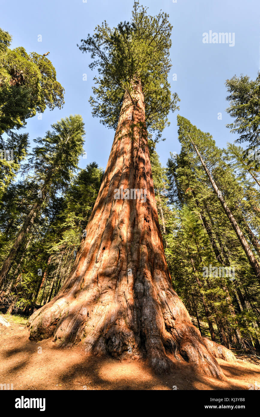 Giant Sequoia Trees in Sequoia National Park, California Stock Photo ...