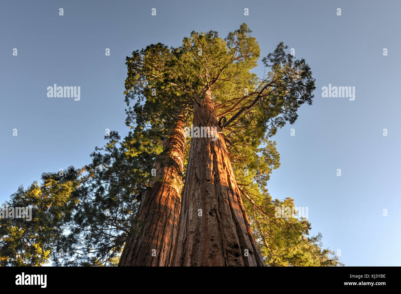 Merged Giant Sequoia Trees in Sequoia National Park, California Stock ...