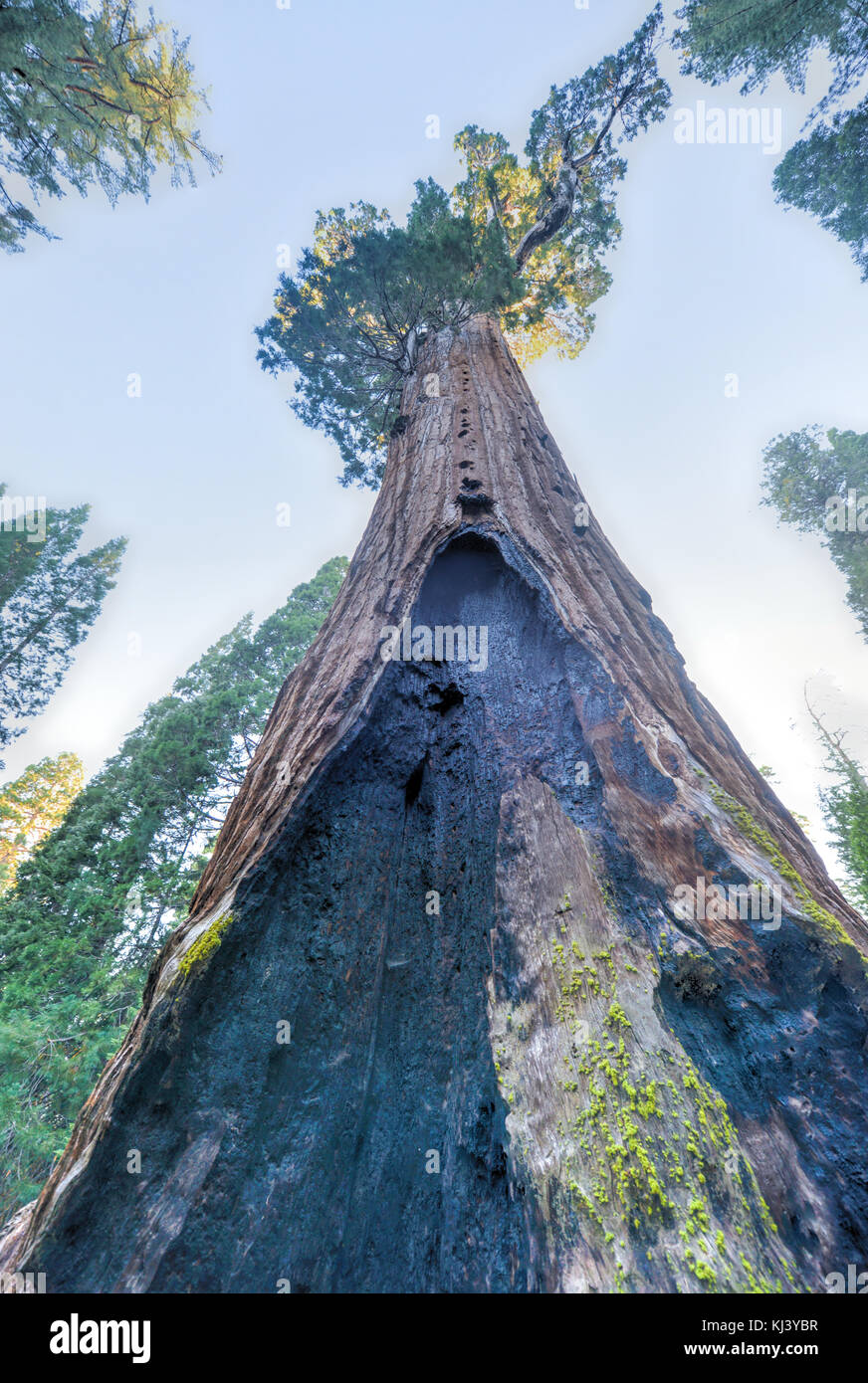 General Grant Tree in Kings Canyon National Park, California Stock ...