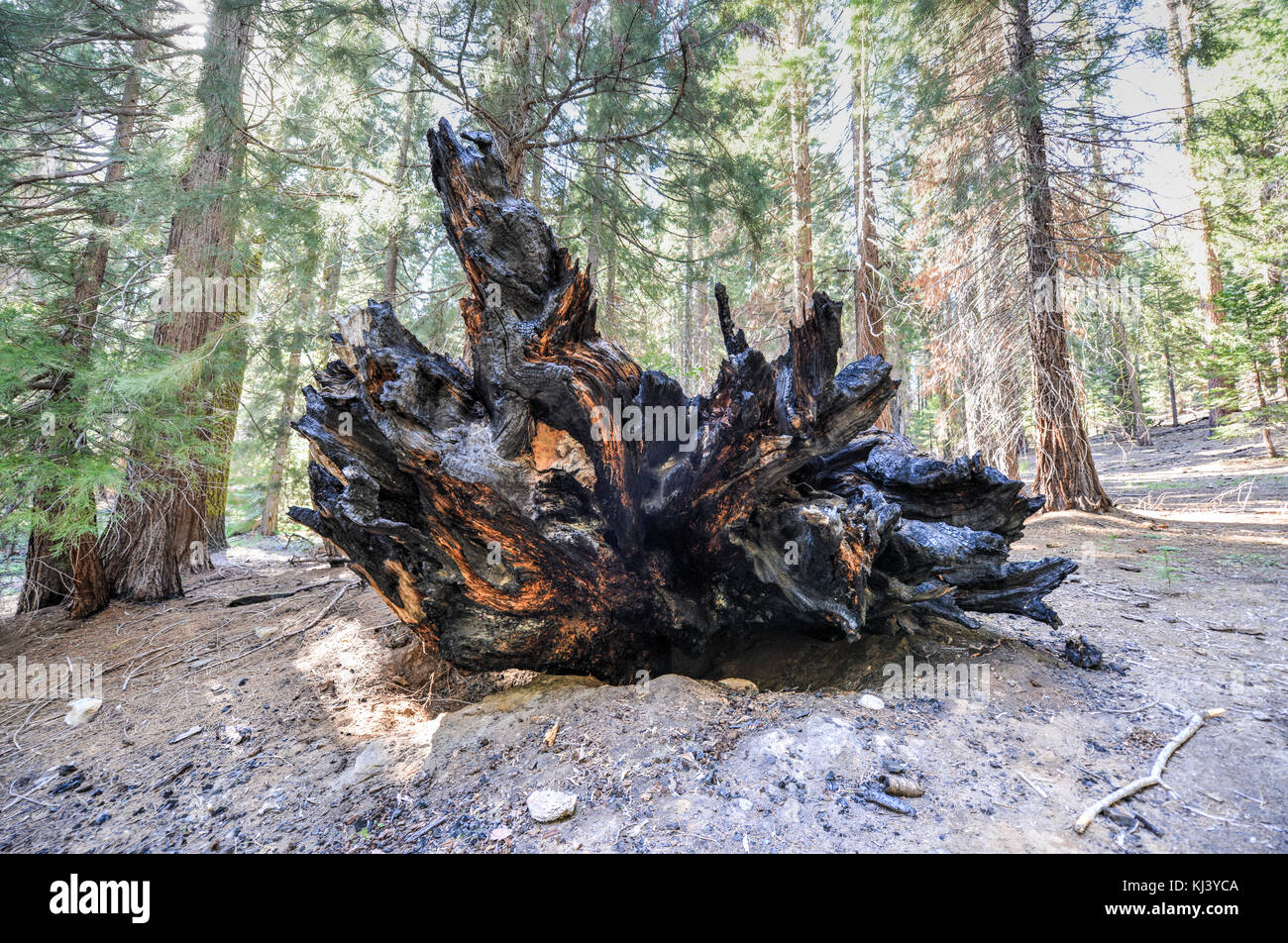 Giant Sequoia Trees in Sequoia National Park, California Stock Photo ...