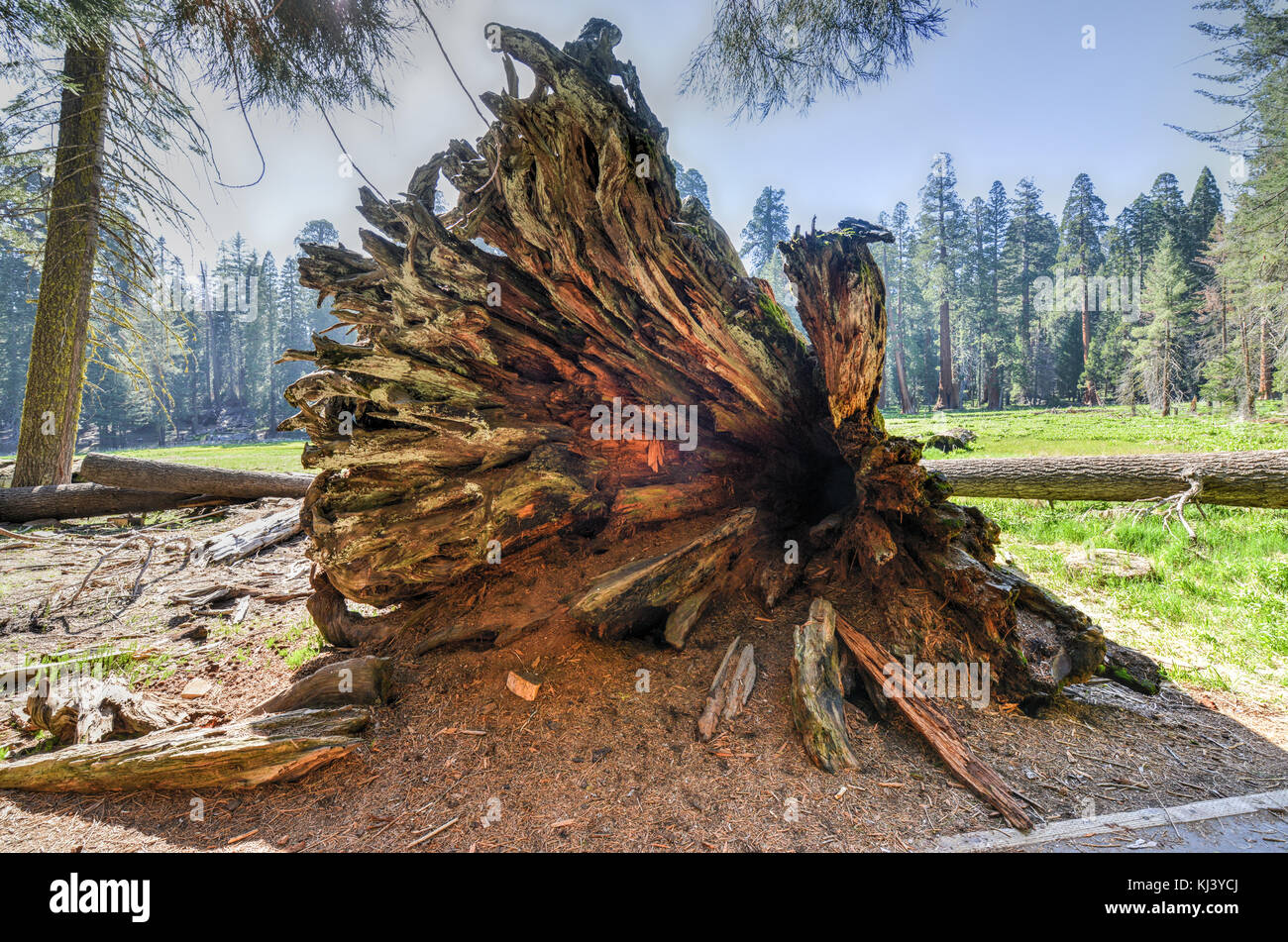 Giant Sequoia Trees in Sequoia National Park, California Stock Photo ...