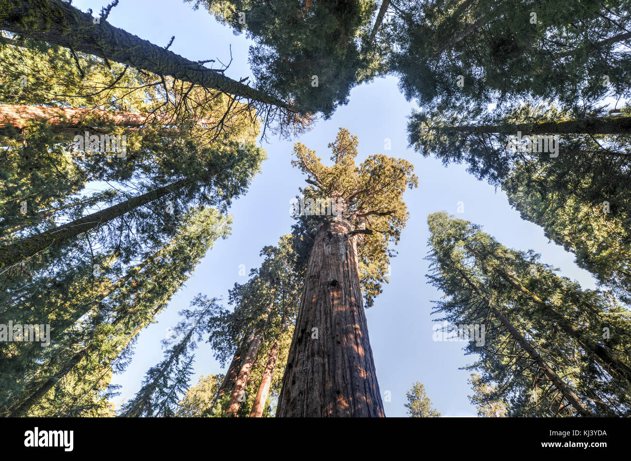 General sherman tree hi-res stock photography and images - Alamy