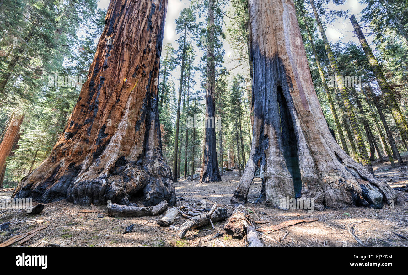 Burnt trees sequoia national park hi-res stock photography and images ...