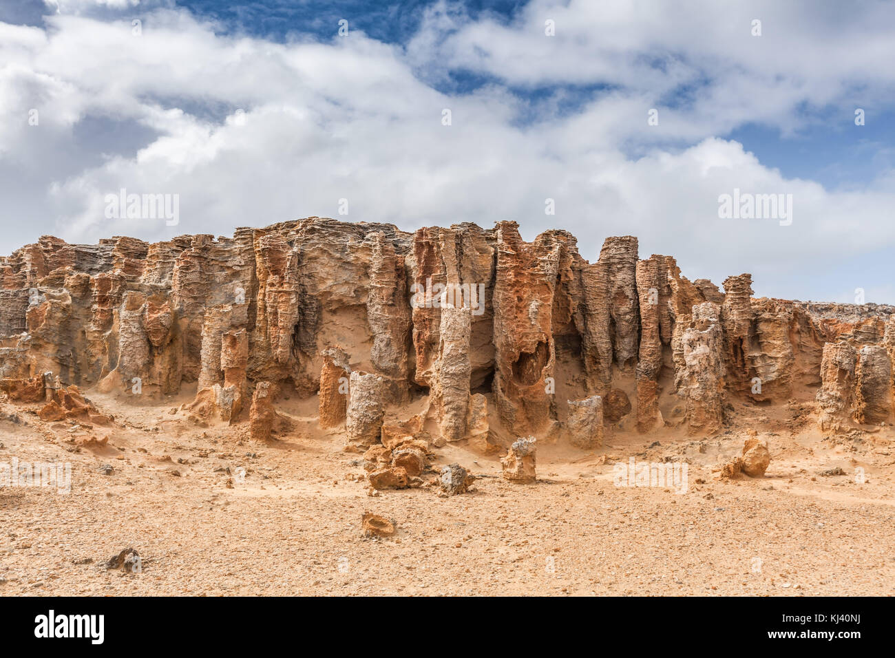Petrified forest in Cape Bridgewater, Victoria, Australia Stock Photo ...