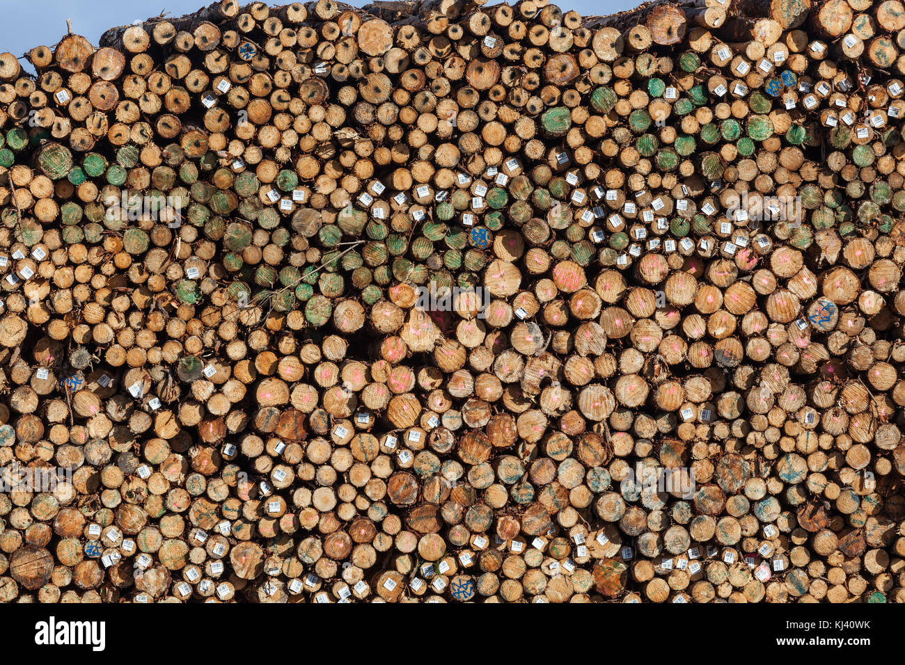 Big stack of tree trunks in lumber yard Stock Photo - Alamy