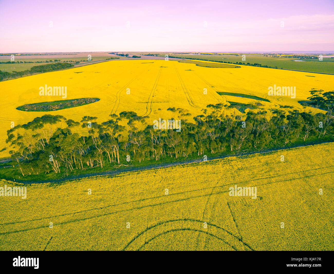Aerial view of canola field at sunset Stock Photo - Alamy