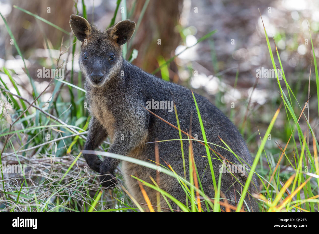 Pademelon - native Australian marsupial mammal Stock Photo - Alamy