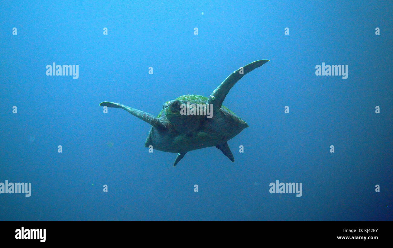 Frontal view of swimming green sea turtle Stock Photo - Alamy