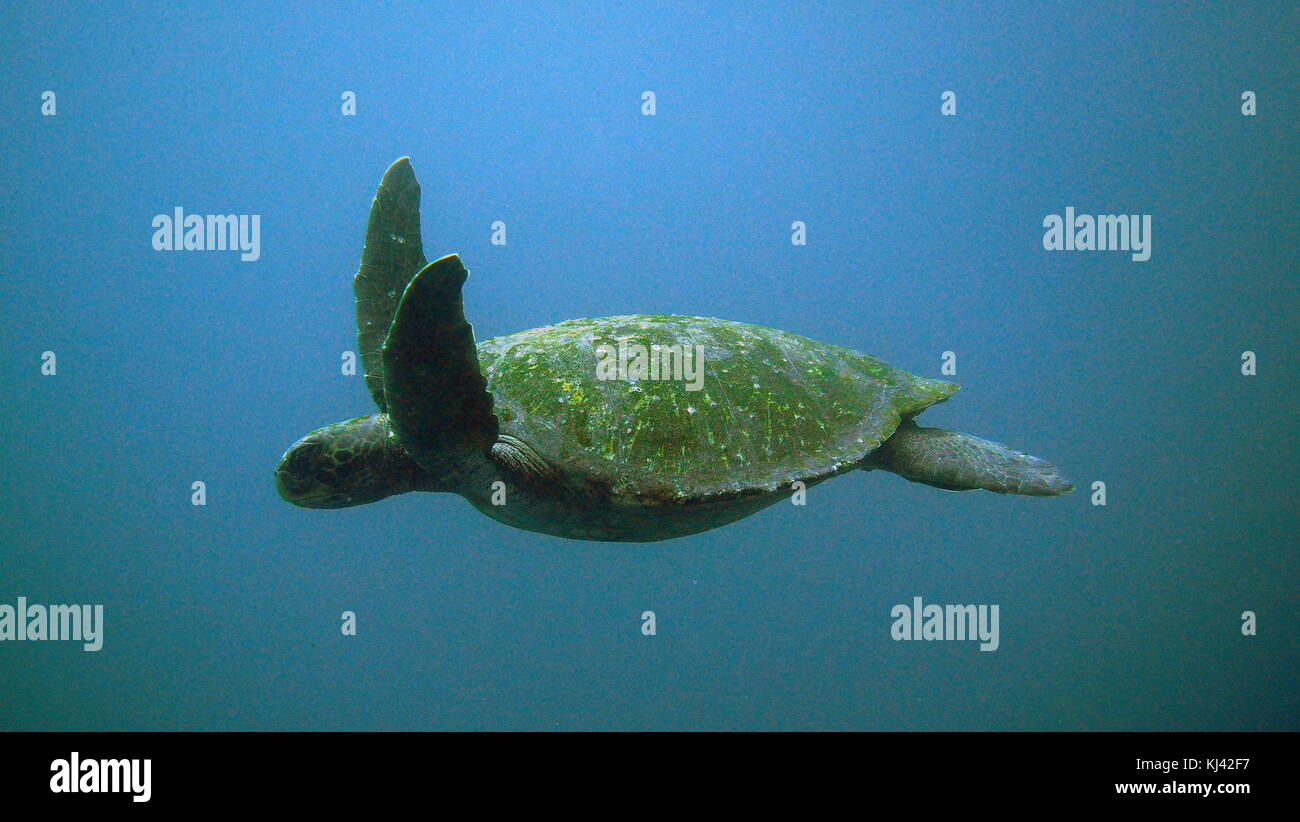 Side view of swimming green sea turtle with front legs up Stock Photo ...