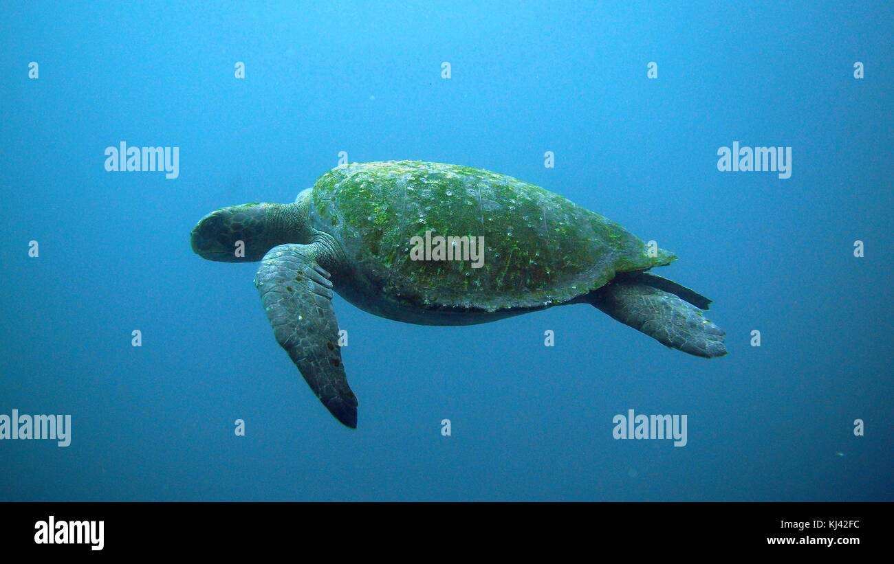 Sea Turtle Side View Green Sea Turtle (Chelonia Mydas) Our Beautiful