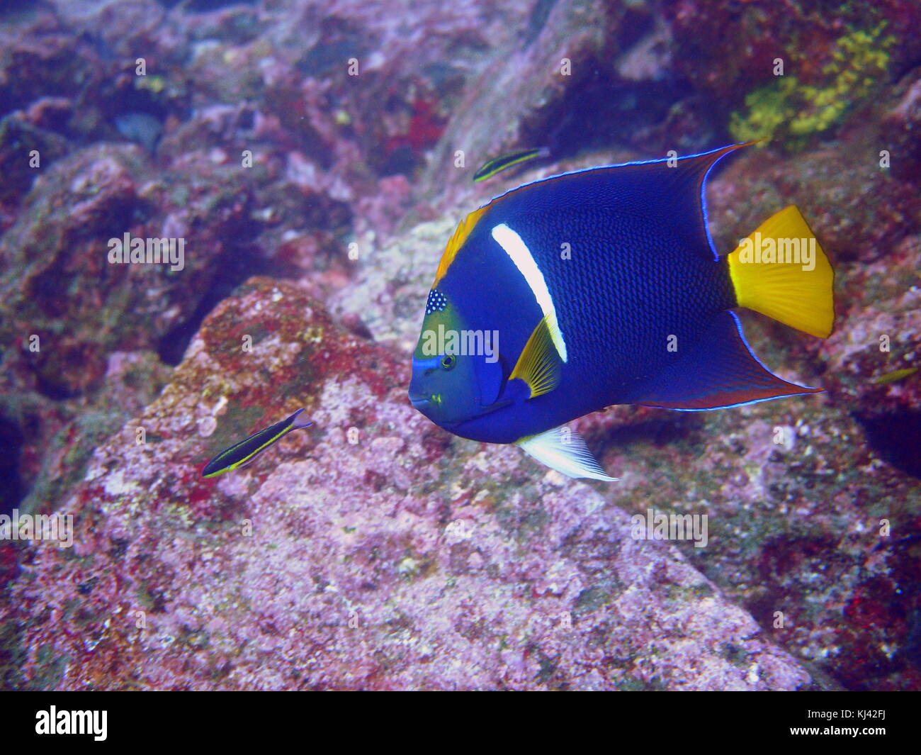 Colorful fish at the Galapagos Islands in Ecuador Stock Photo - Alamy