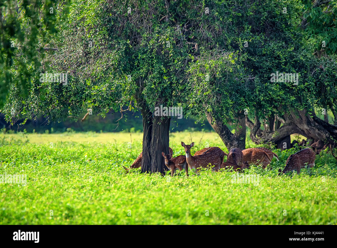 A herd of spotted deer or Axis foraging Stock Photo - Alamy