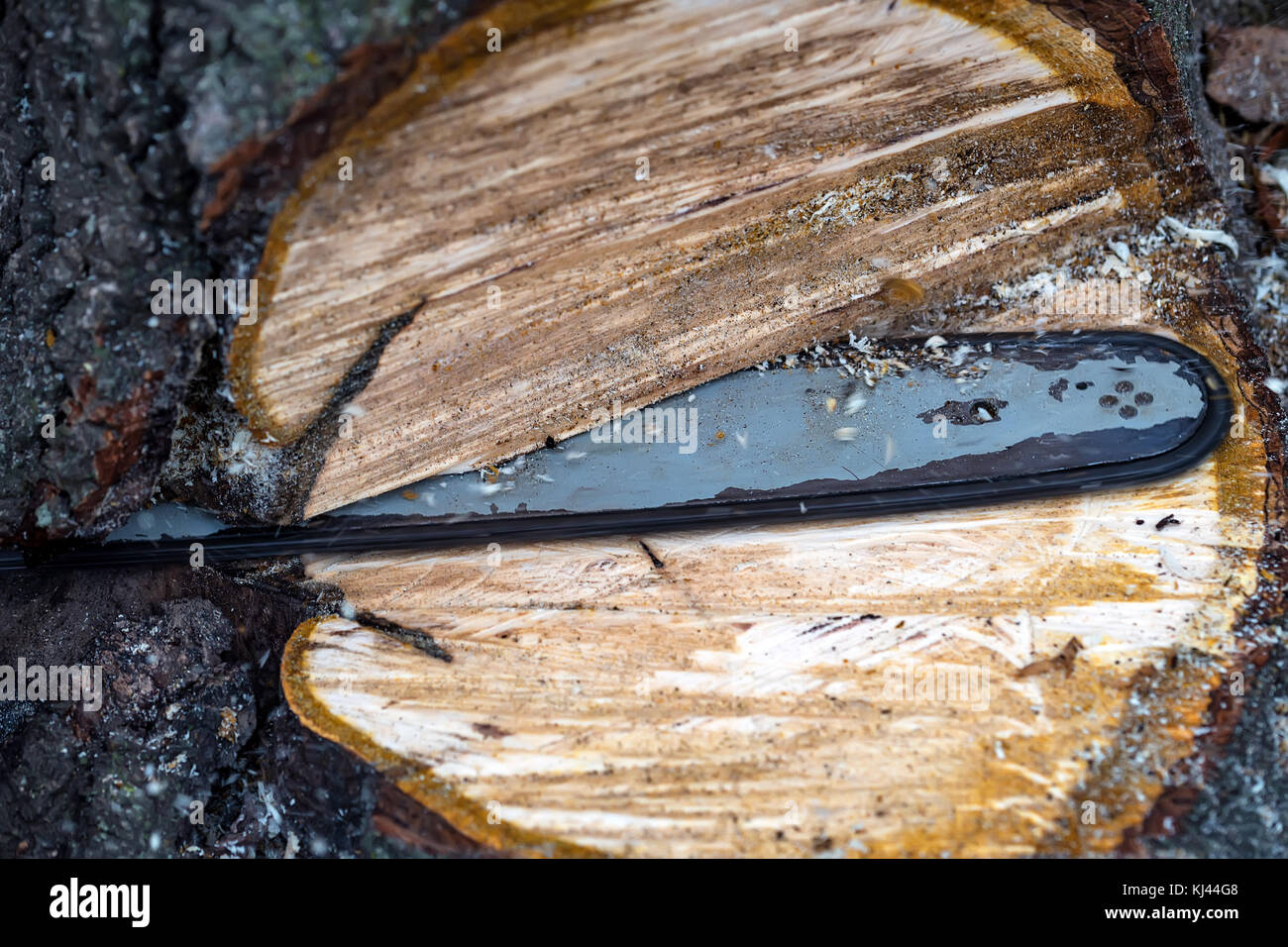 Sawing tree with chainsaw close up Stock Photo - Alamy