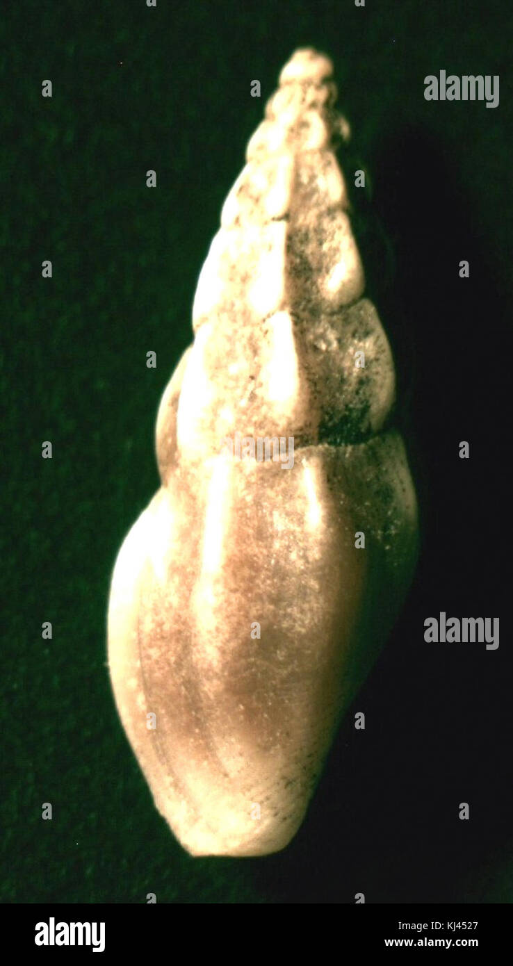 Haedropleura septangularis 001 Stock Photo - Alamy