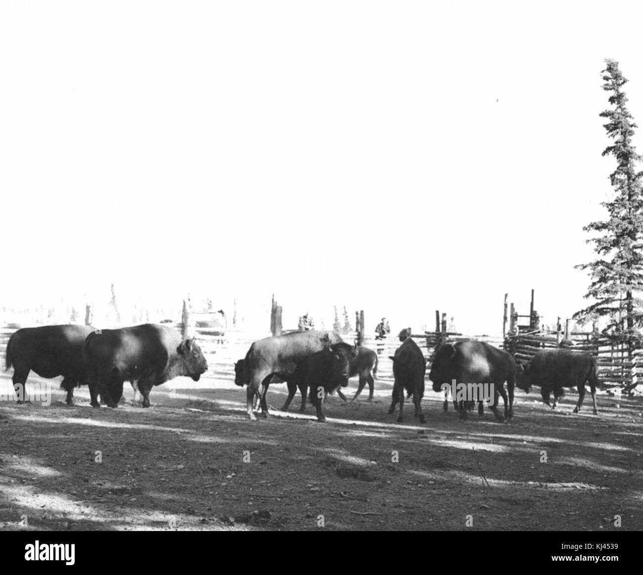 Bisons habitat hi-res stock photography and images - Alamy
