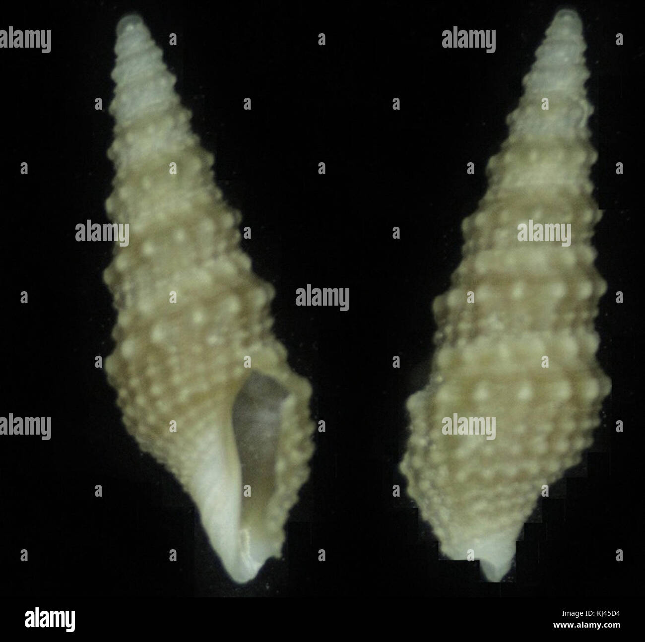 Paradrillia rougeyroni is a species of sea snail, a marine gastropod ...