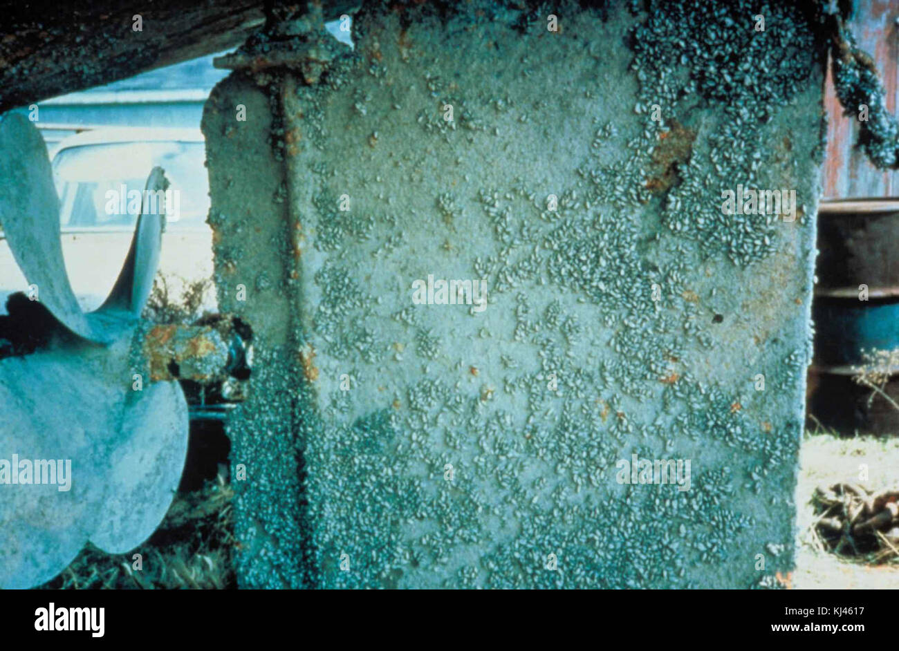 Zebra mussels dreissena polymorpha small freshwater mussel on rudder ...