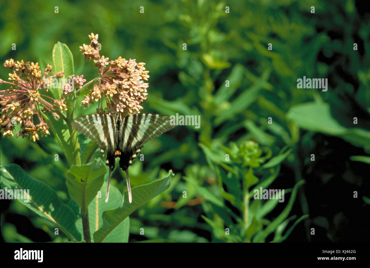 Zebra swallowtail butterfly eurytides protesilaus with light blue and ...