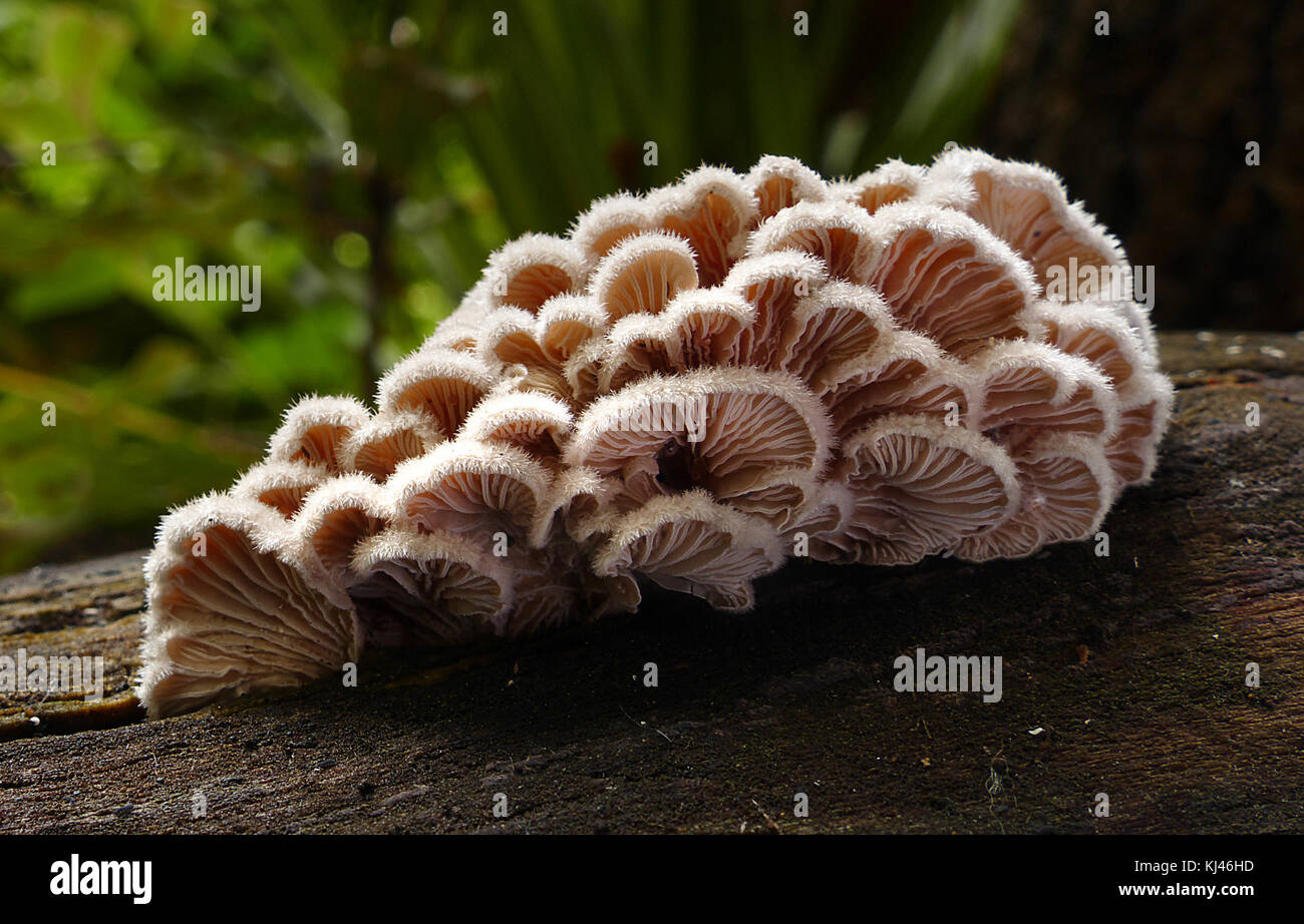 Gill morphology hi-res stock photography and images - Alamy