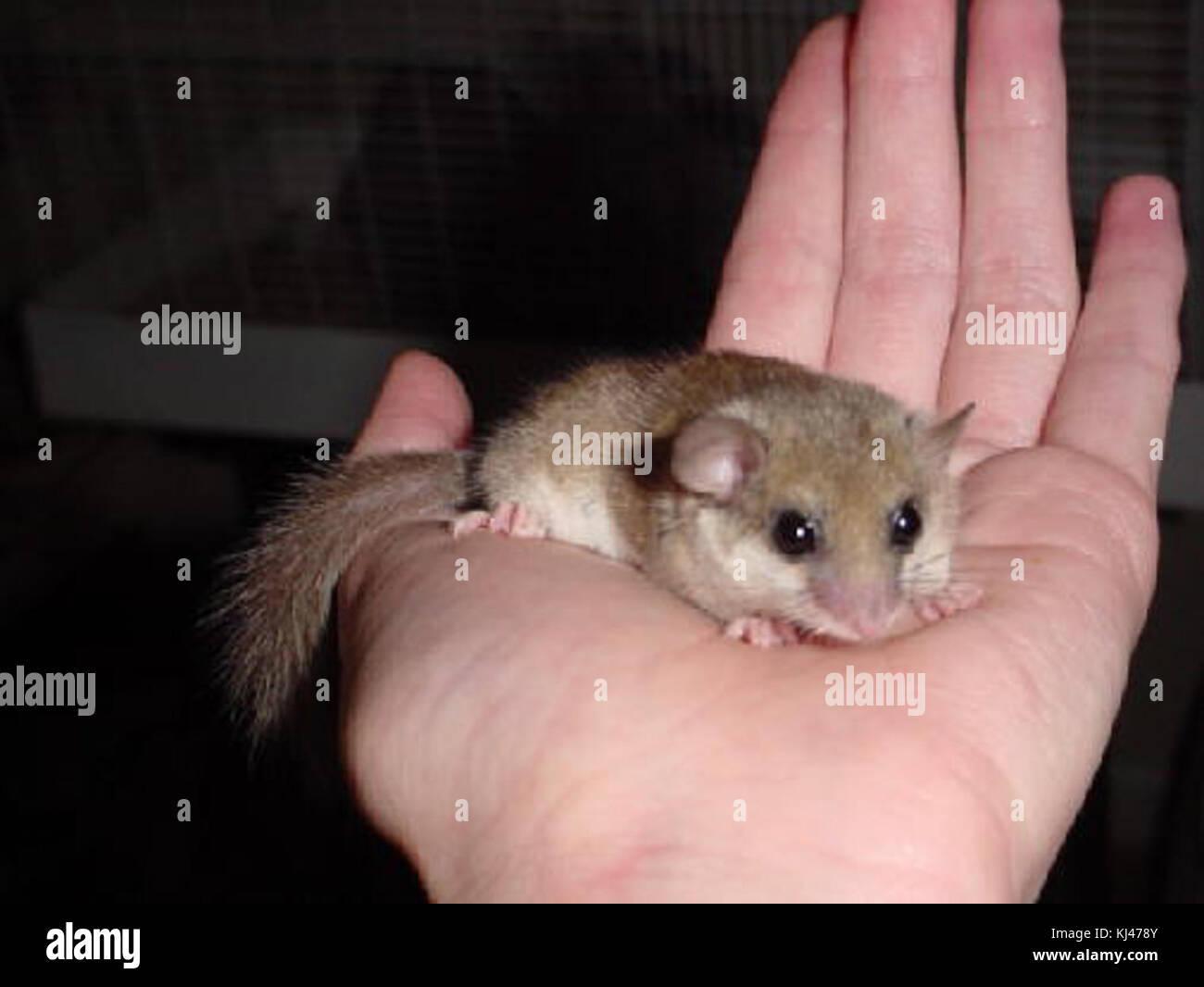 Dormouse photo hi-res stock photography and images - Alamy