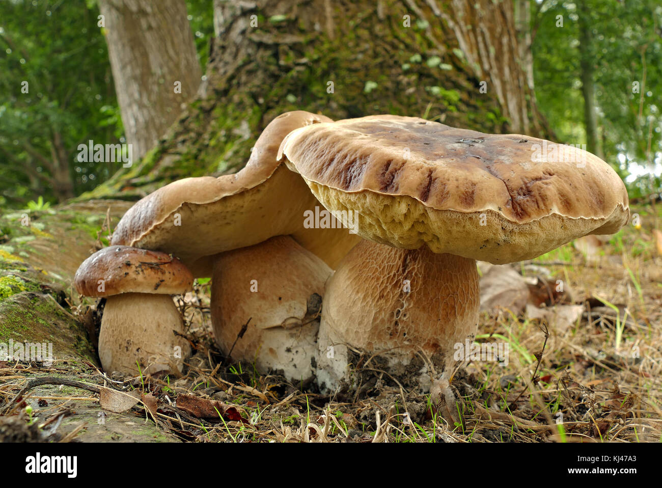 King bolete hi-res stock photography and images - Alamy