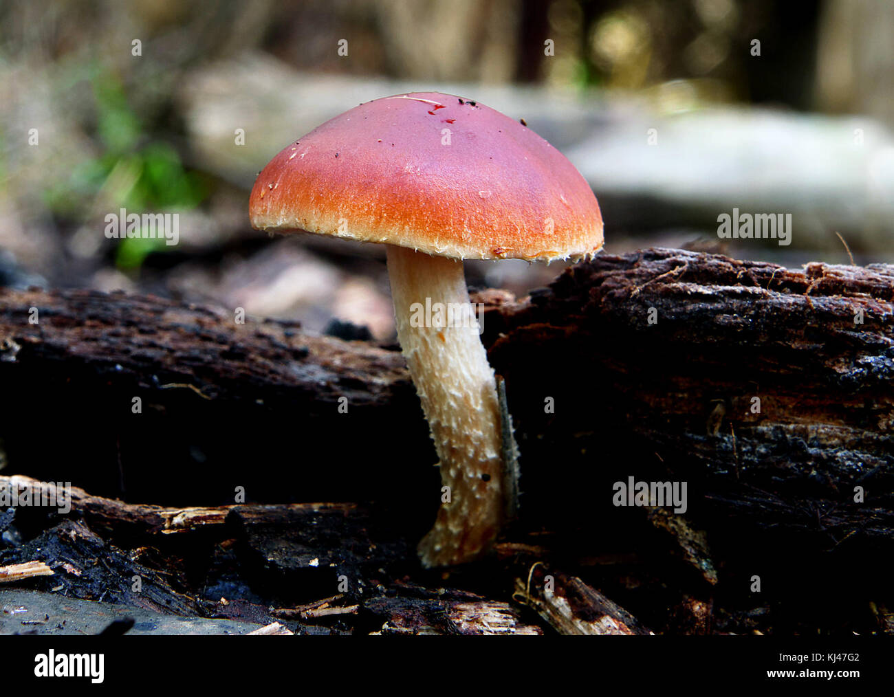Leratiomyces ceres (Redlead Roundhead) (33504987691 Stock Photo - Alamy