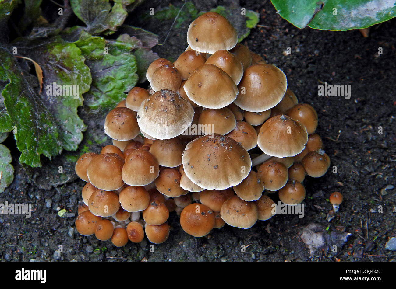 Coprinellus micaceus. (33150743183 Stock Photo - Alamy
