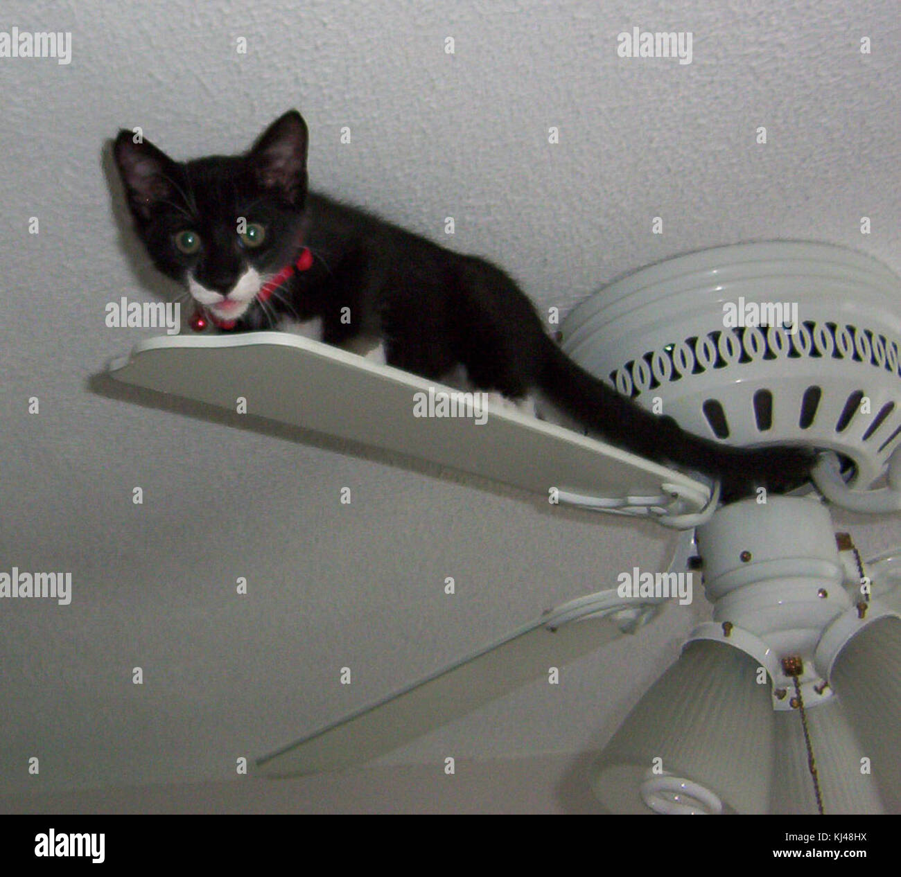 Image of a humorous internet meme, featuring a cat peeking from a ...