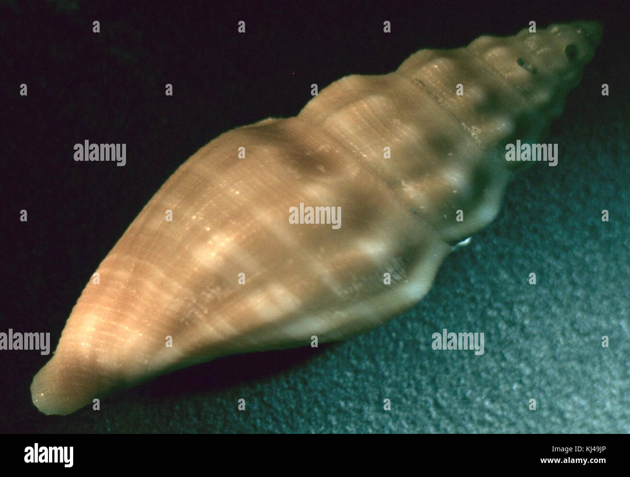 Cytharopsis kyushuensis 001 Stock Photo - Alamy