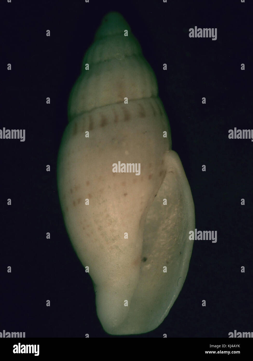 Guraleus australis hi-res stock photography and images - Alamy