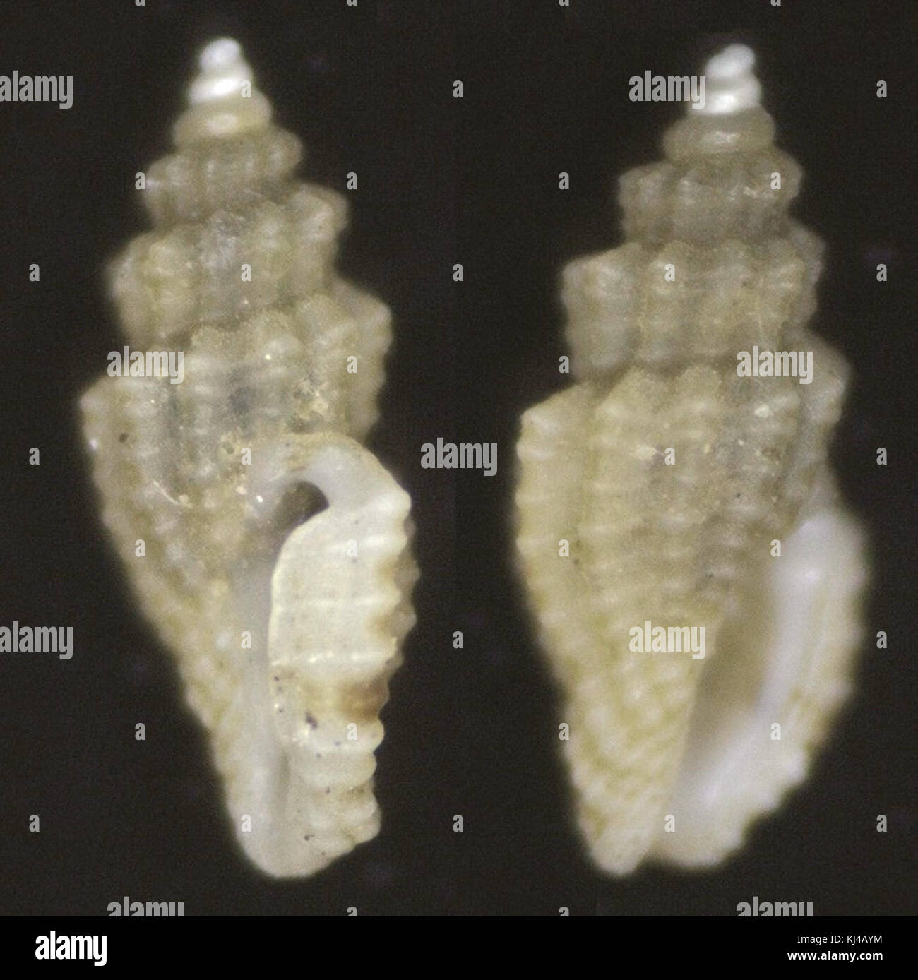 Guraleus himerodes 001 Stock Photo - Alamy