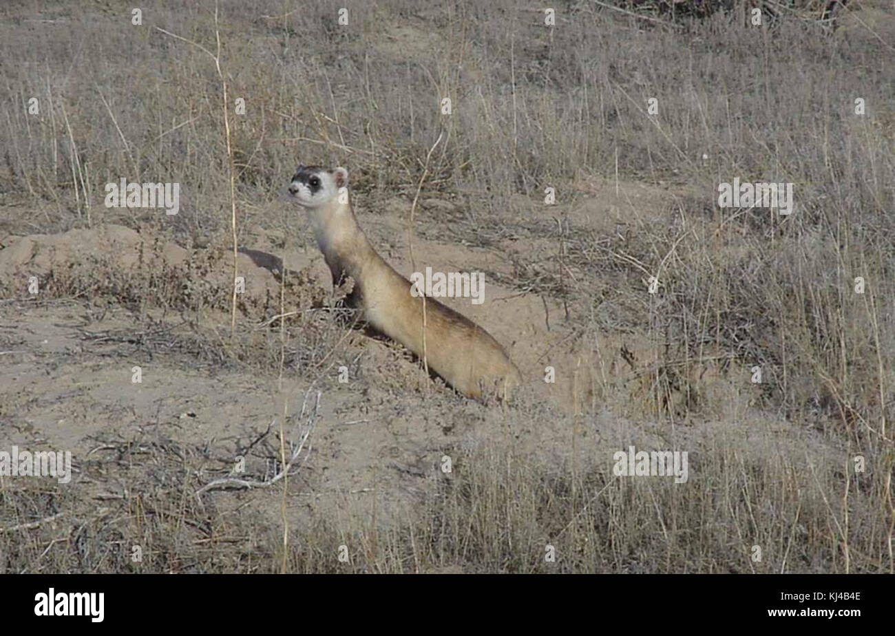 Black footed ferret or american polecat or prairie dog hunter animal ...