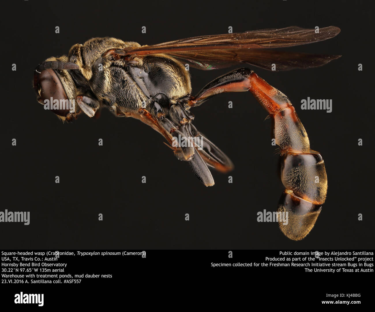 Headed bugs hi-res stock photography and images - Alamy