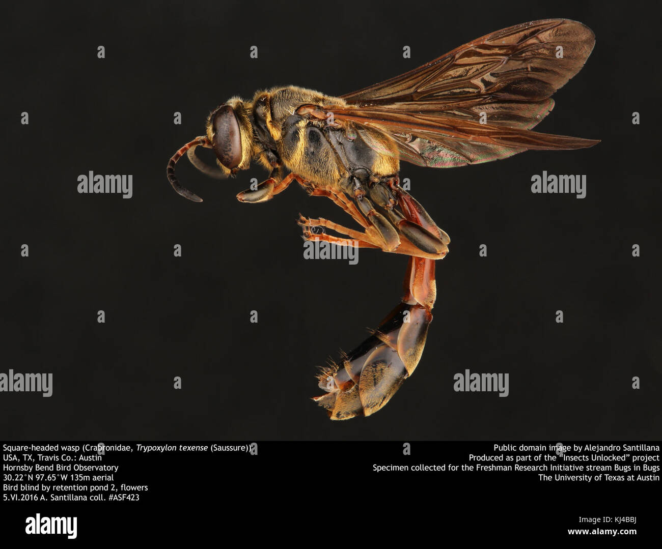 Square-headed wasp (Crabronidae, Trypoxylon texense (Saussure ...