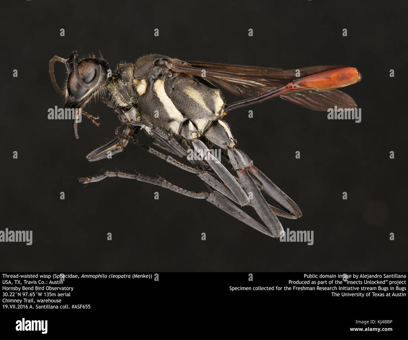 Thread-waisted wasp (Sphecidae, Ammophila cleopatra (Menke ...