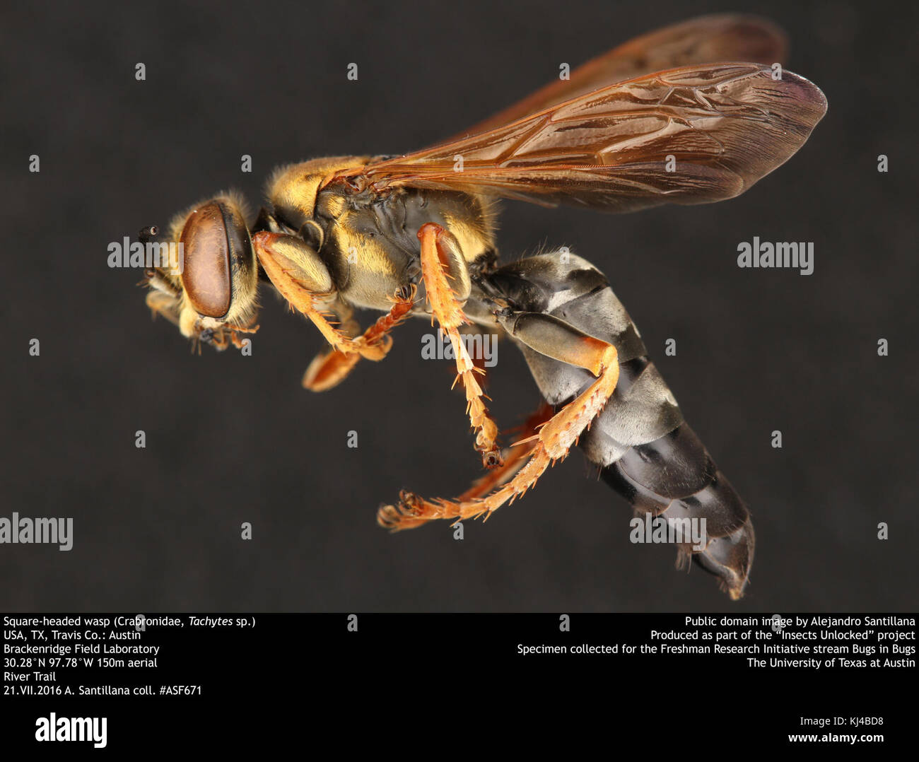 Square-headed wasp (Crabronidae, Tachytes sp.) (35961473430 Stock Photo ...