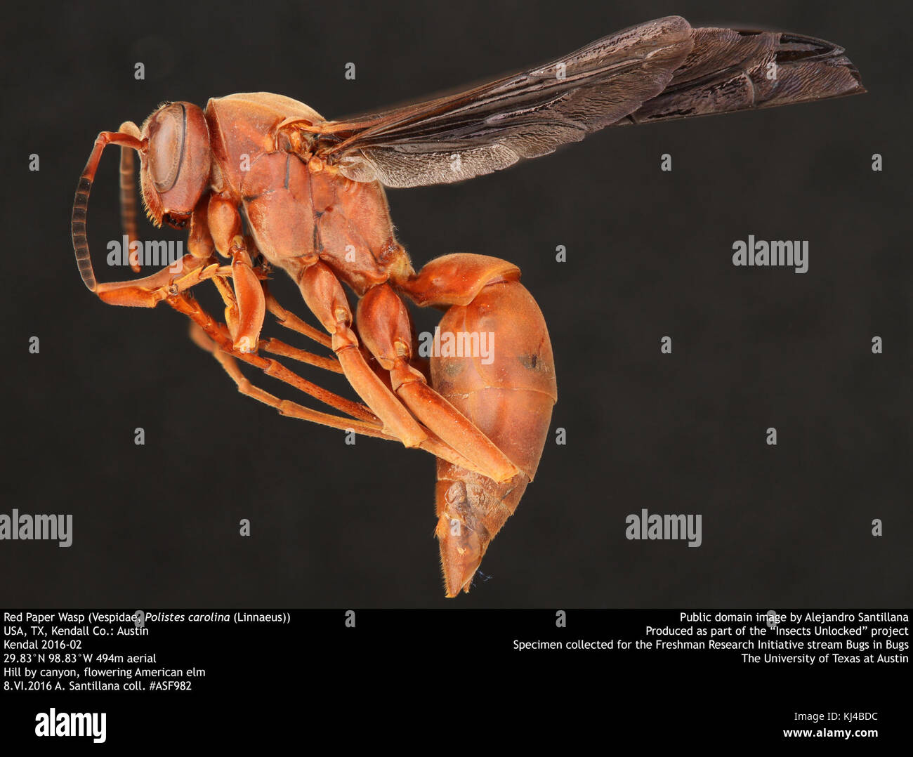 Red paper wasp hi-res stock photography and images - Alamy