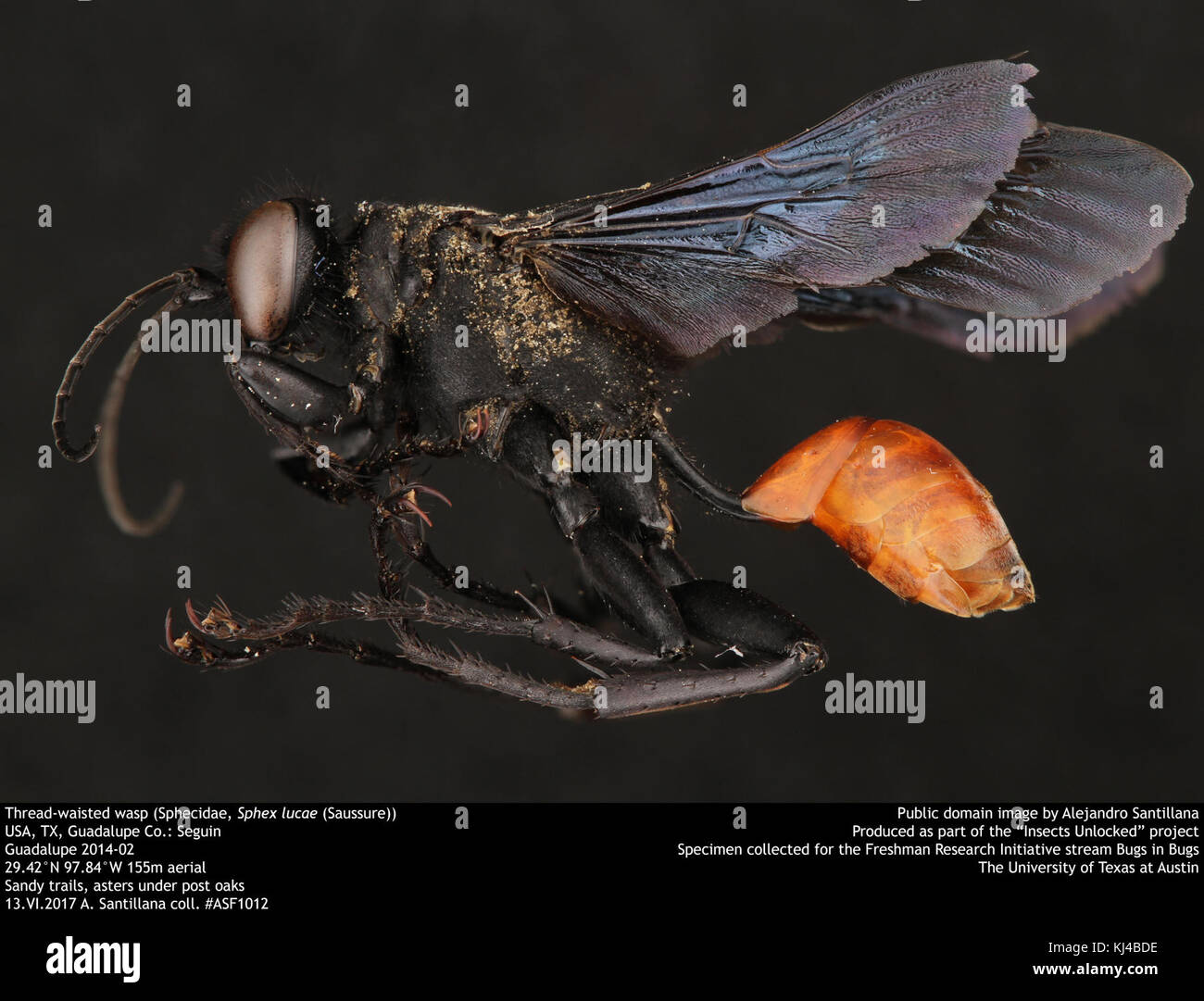 Sphex lucae hi-res stock photography and images - Alamy