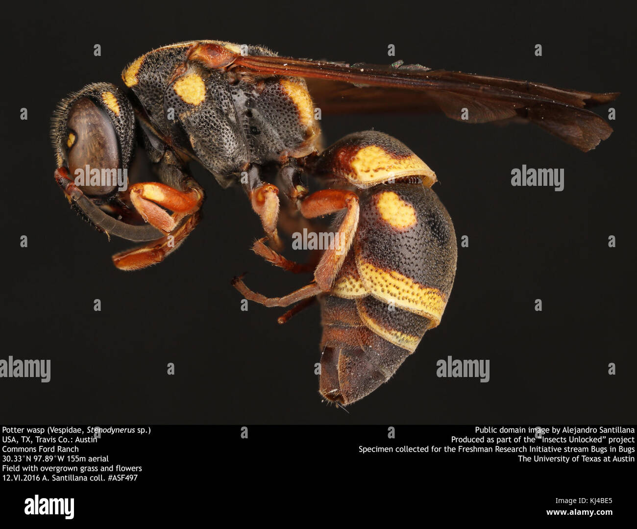 Stenodynerus hi-res stock photography and images - Alamy