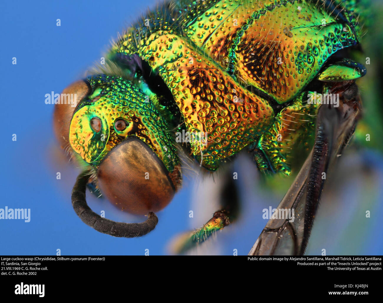 Large cuckoo wasp hi-res stock photography and images - Alamy