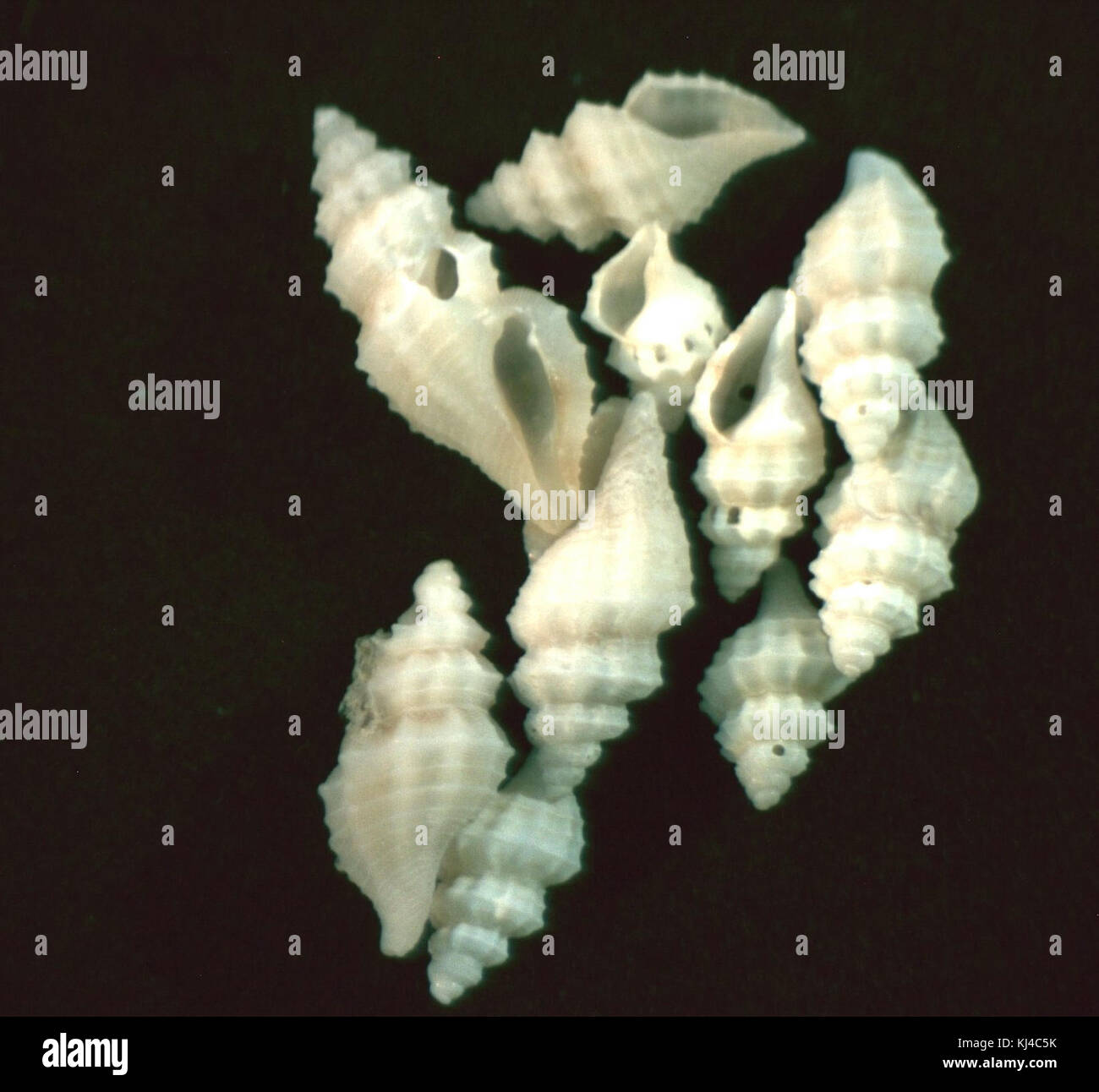 Glyphoturris quadrata hi-res stock photography and images - Alamy