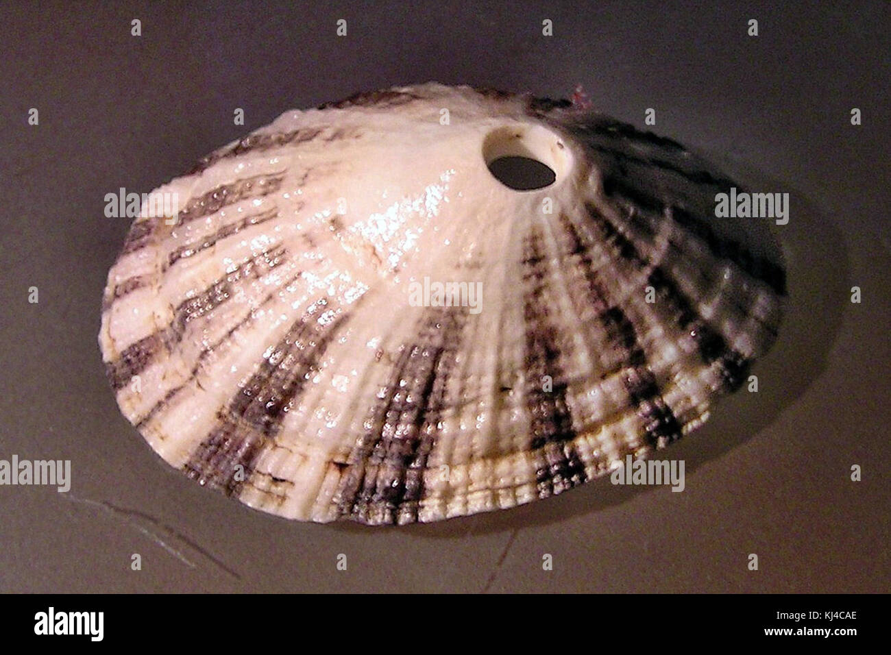 Diodora hi-res stock photography and images - Alamy