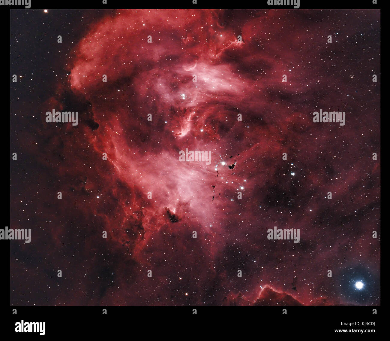 Running chicken nebula hi-res stock photography and images - Alamy