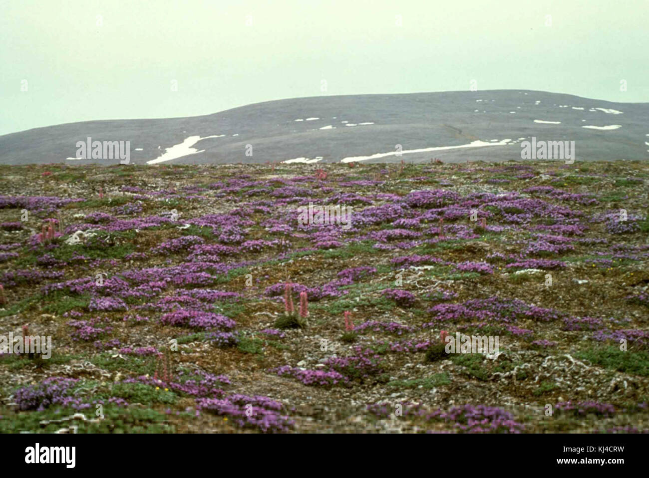 Blackish oxytrope plant with purple flowers oxytropis nigrescens Stock ...